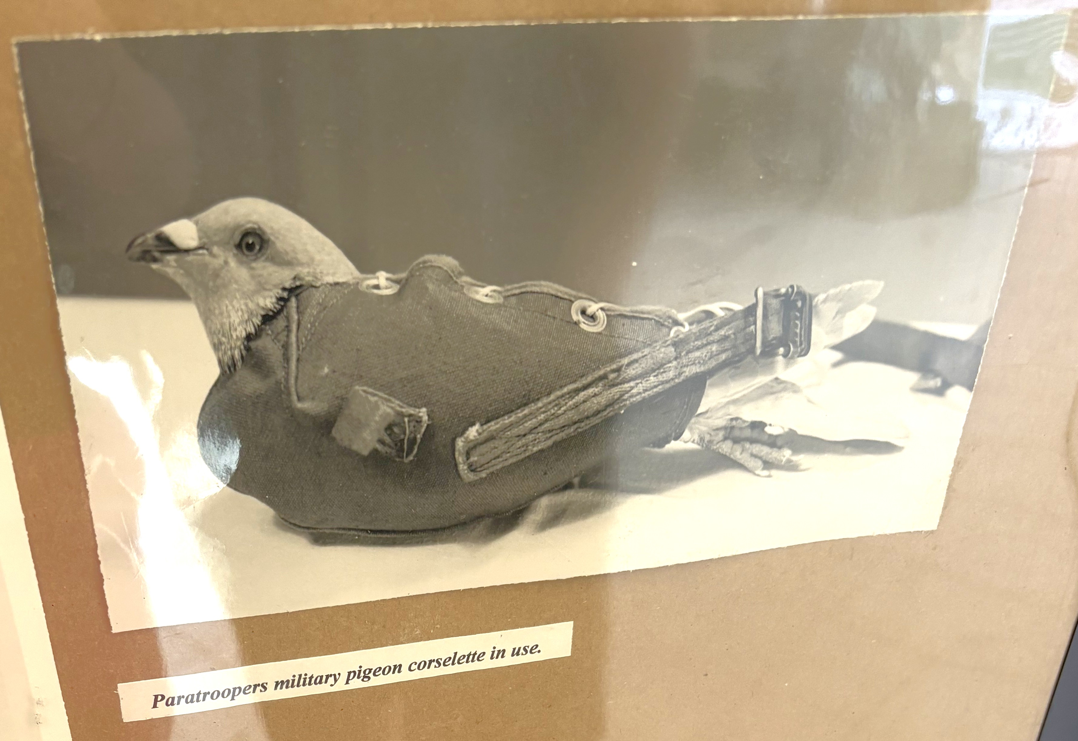 Pigeons in the Military and The American Pigeon Museum – Nicolette Harpford